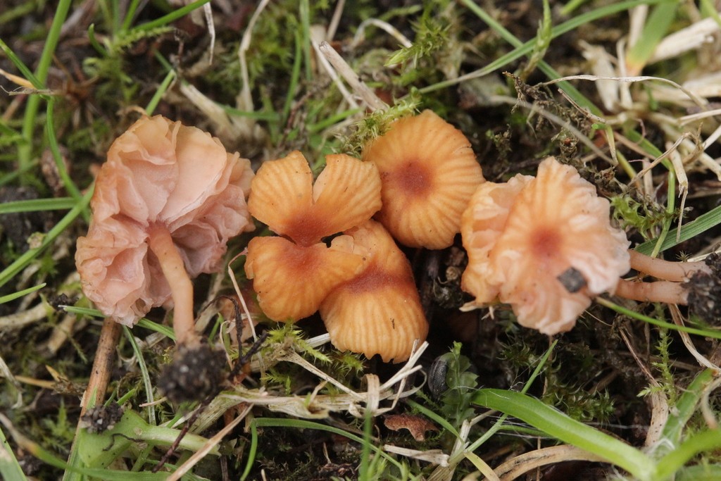 Laccaria (Laccaria) - Picture Mushroom