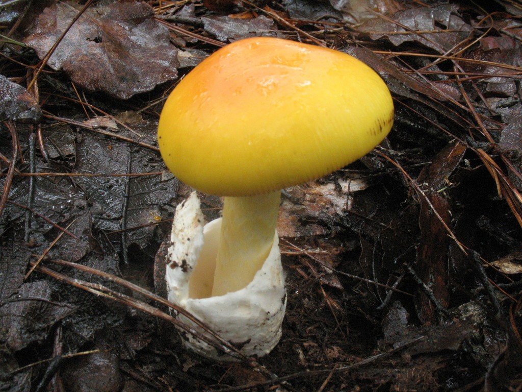 Amanita laurae (Amanita laurae) - Picture Mushroom