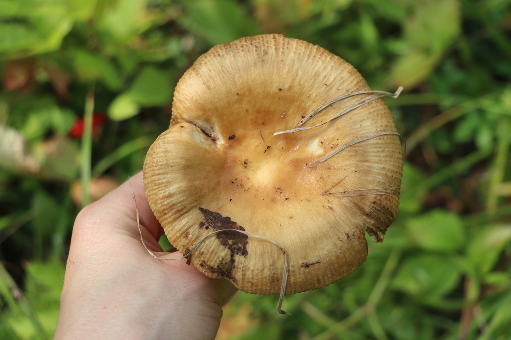 Stinking brittlegill How to identify it? - Picture Mushroom