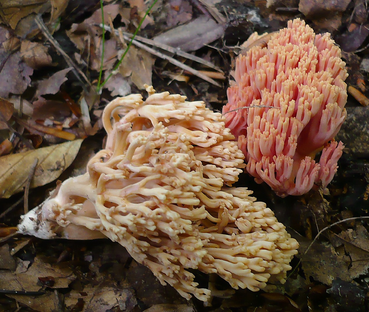 Ramaria neoformosa (Ramaria neoformosa) - Picture Mushroom