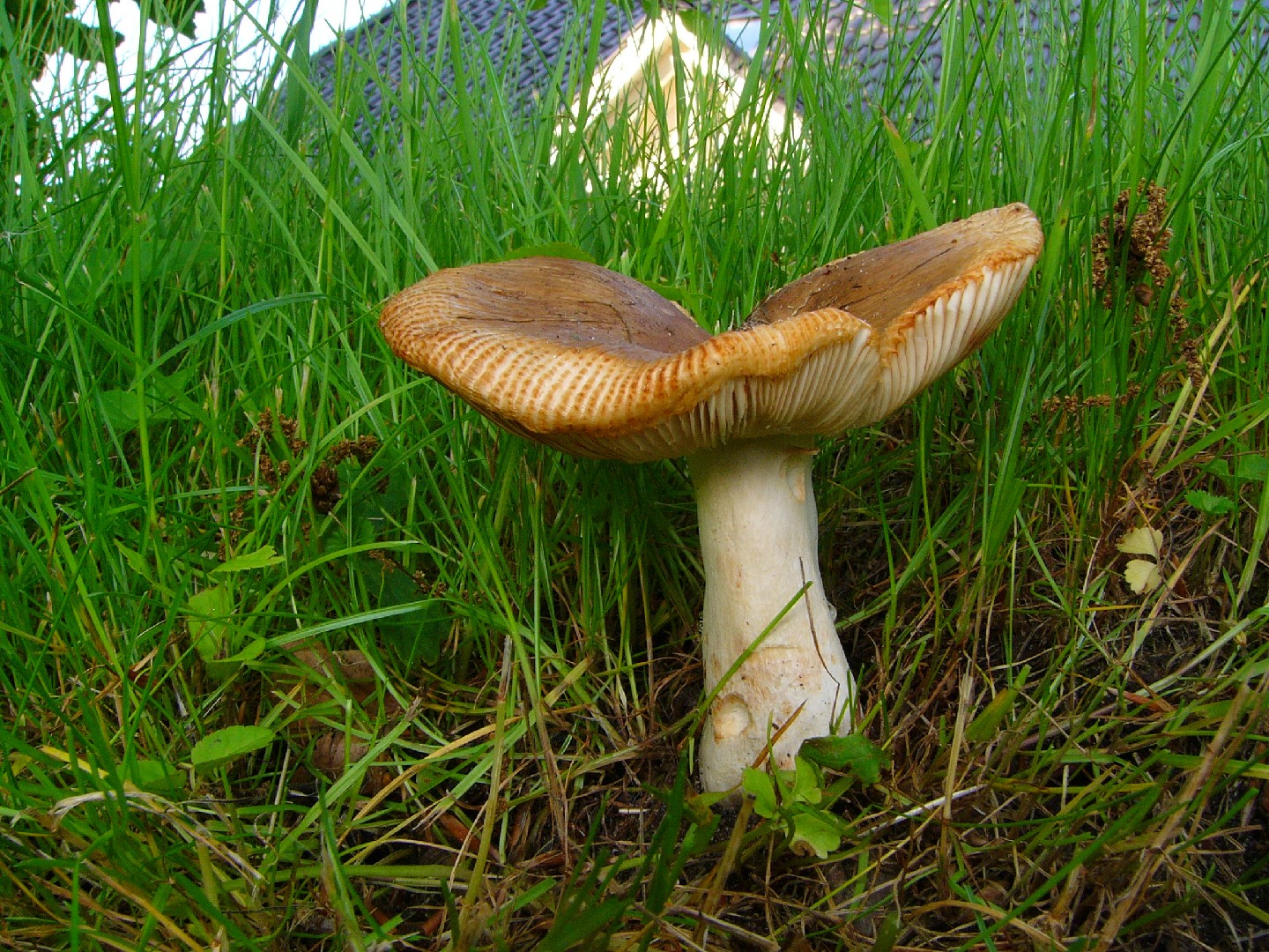 Rúsula fétida (Russula foetens) - Picture Mushroom