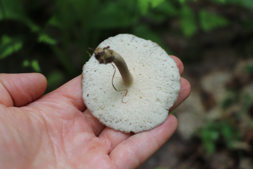 Lentinus substrictus (Lentinus substrictus) - Picture Mushroom