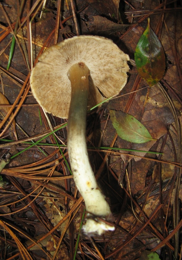 Inocybe corydalina (Inocybe corydalina) - Picture Mushroom