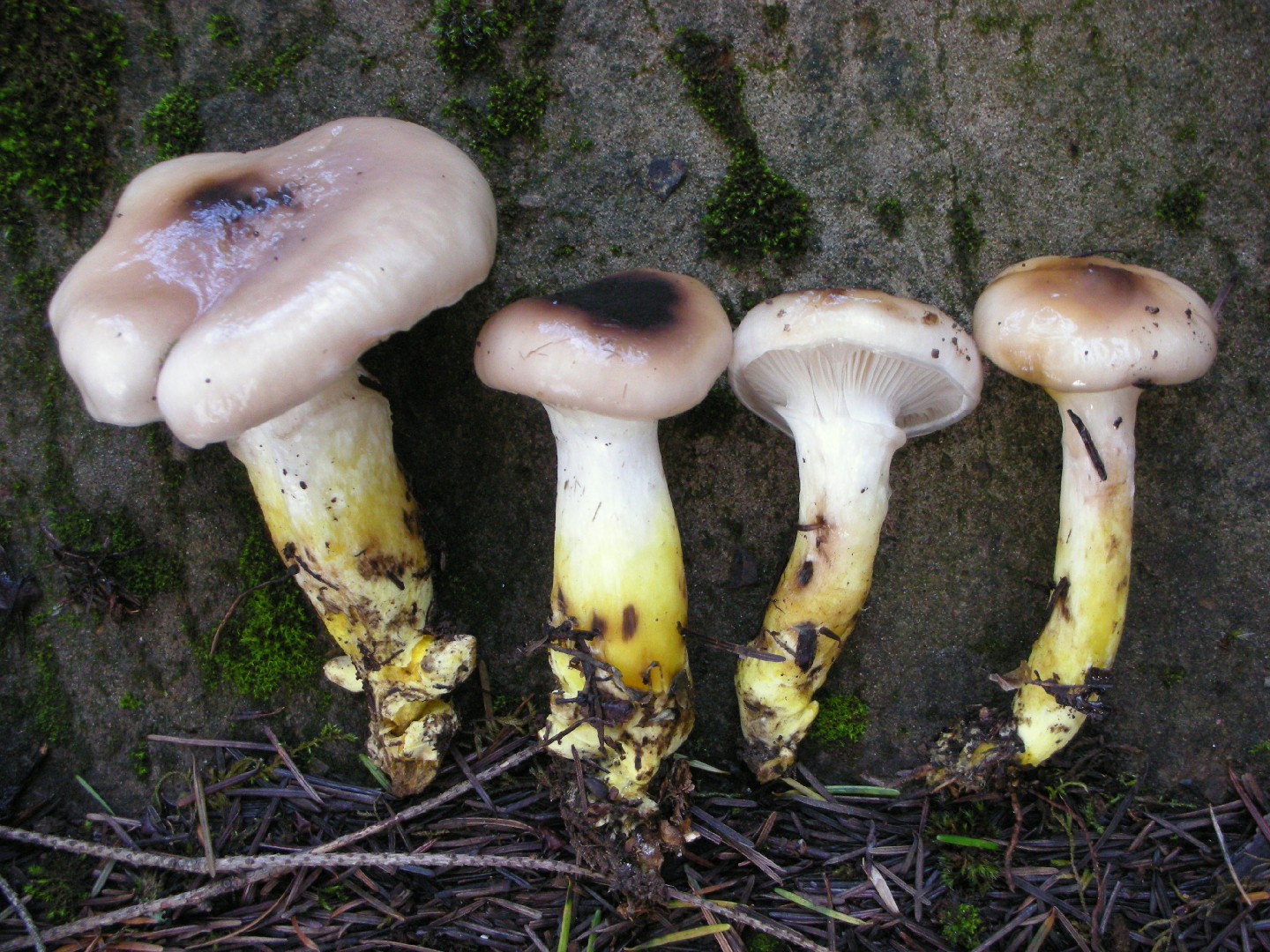 Insidious Gomphidius (Gomphidius oregonensis) - Picture Mushroom