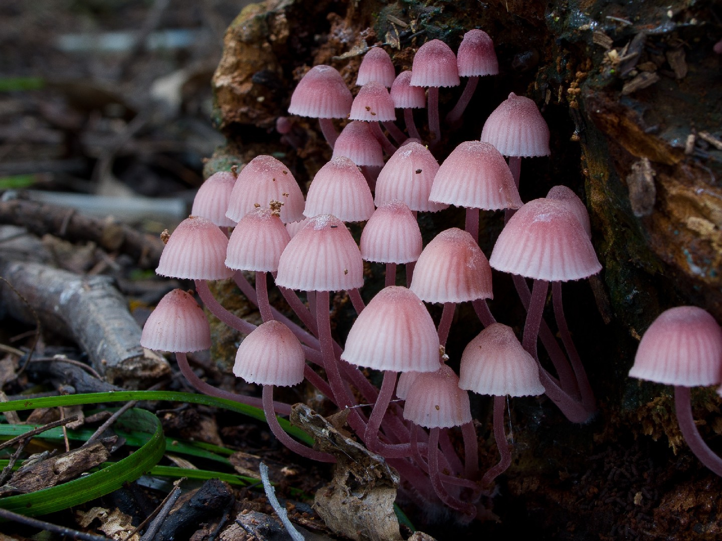 Mycena kuurkacea (Mycena kuurkacea) - Picture Mushroom