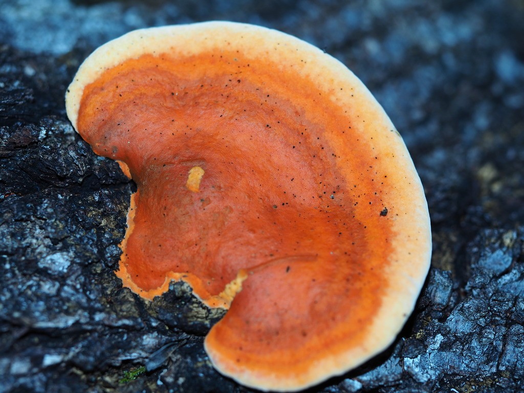Yesquero bermellón (Trametes coccinea) - Picture Mushroom