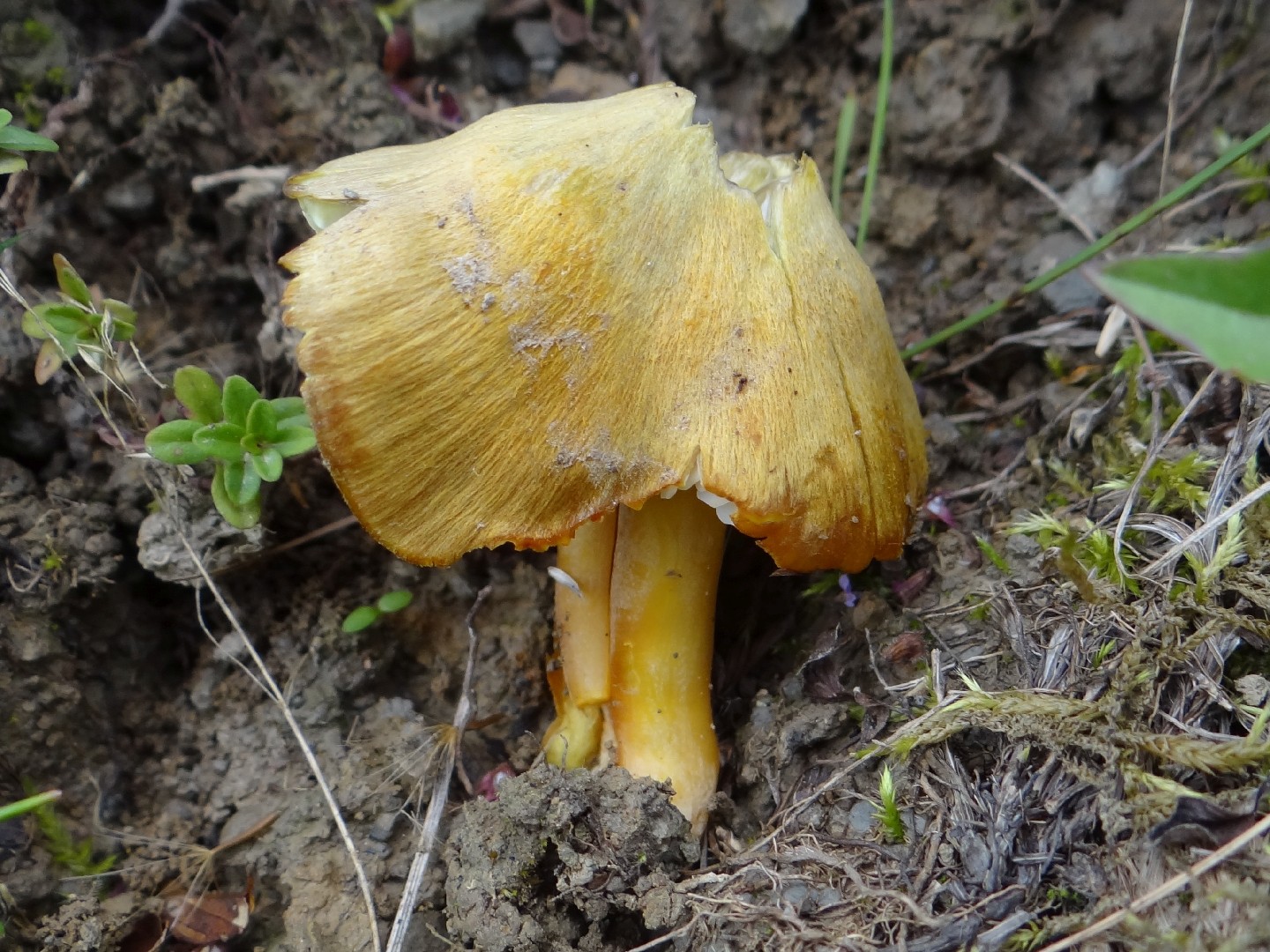 Inocybe cookei (Inocybe cookei) - Picture Mushroom