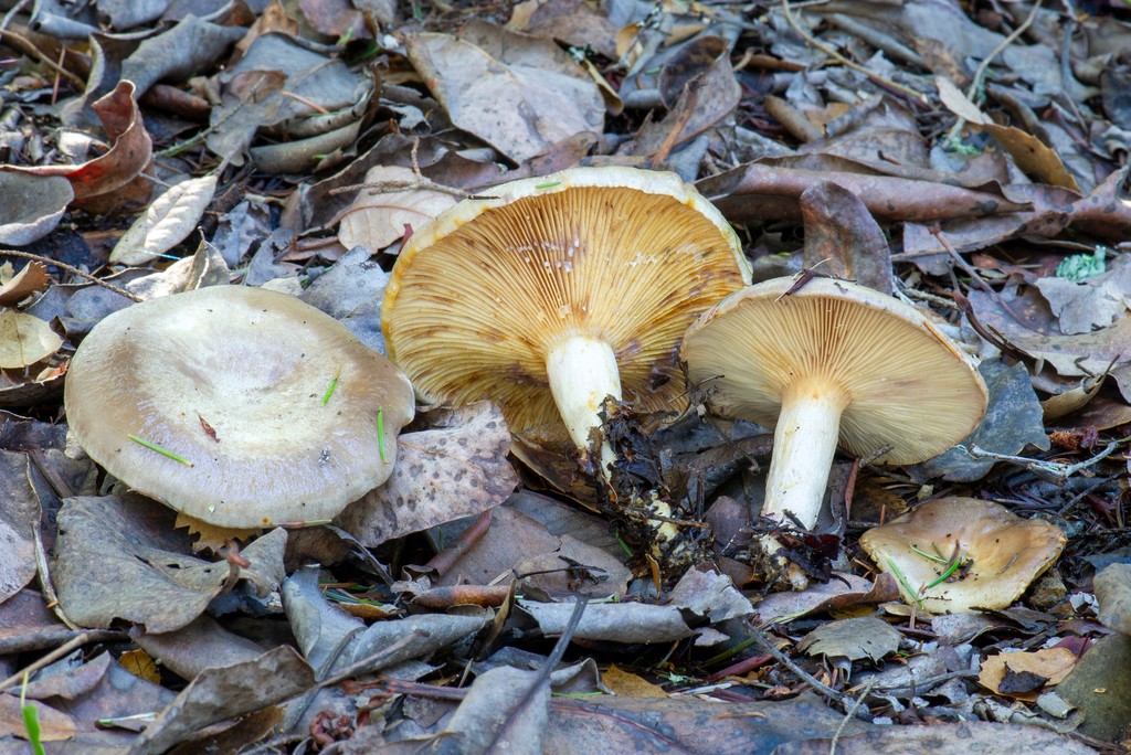 Purple-staining california milk cap (Lactarius californiensis ...