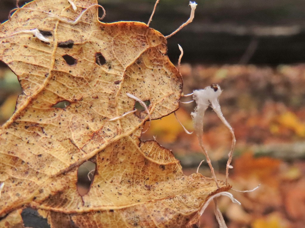 Anthina (Anthina) - Picture Mushroom