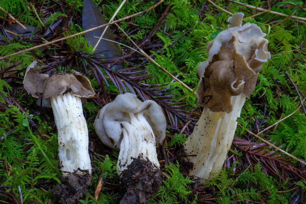 Helvella maculata (Helvella maculata) - Picture Mushroom