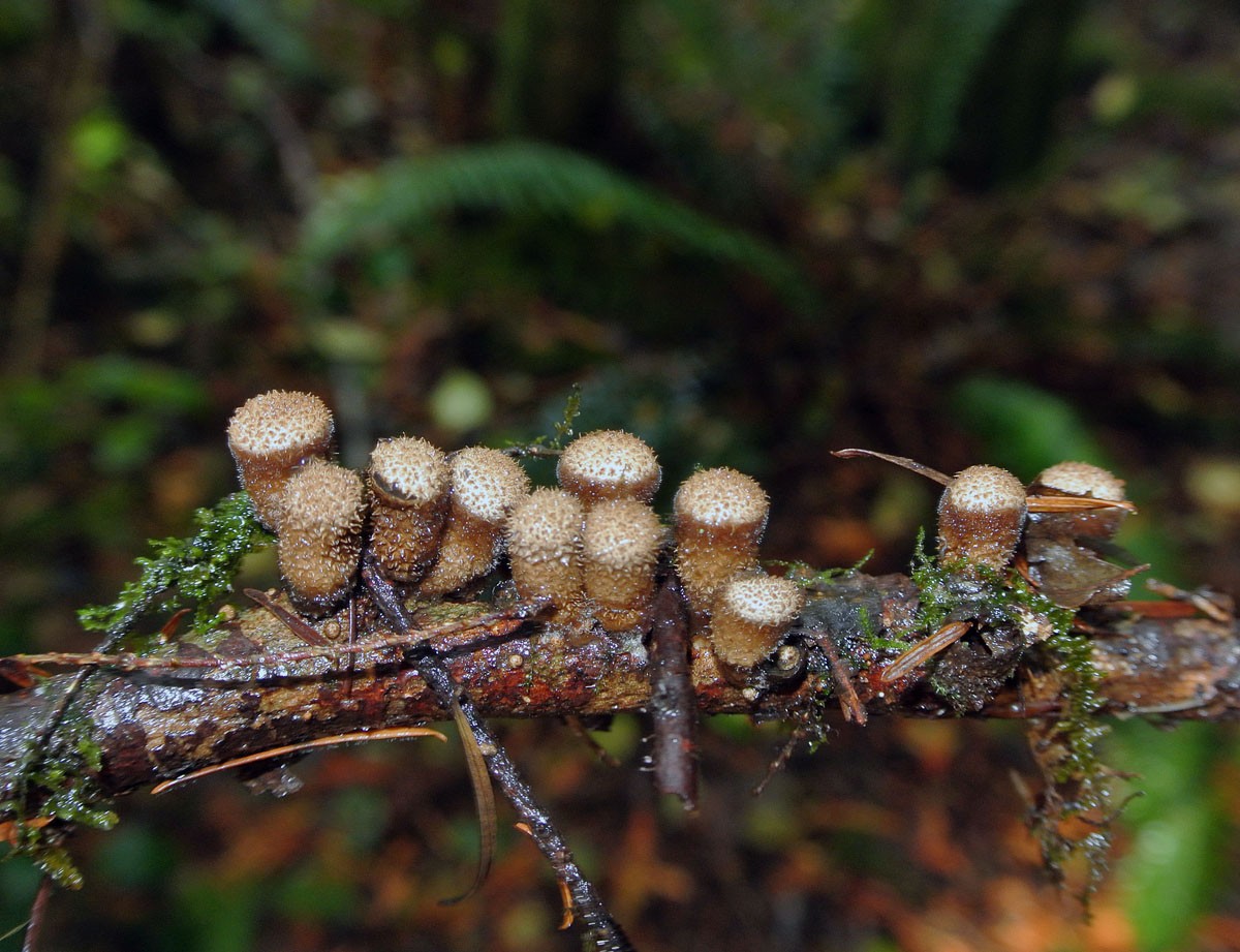 Nidula candida (Nidula candida) - Picture Mushroom
