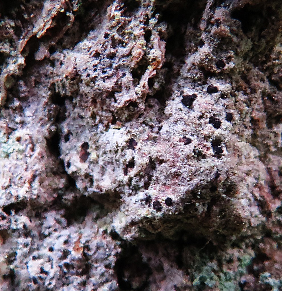 Arthonia (Arthonia) - Picture Mushroom