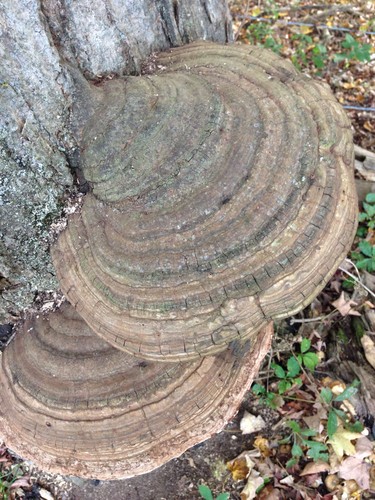 Artist's conk How to identify it? - Picture Mushroom