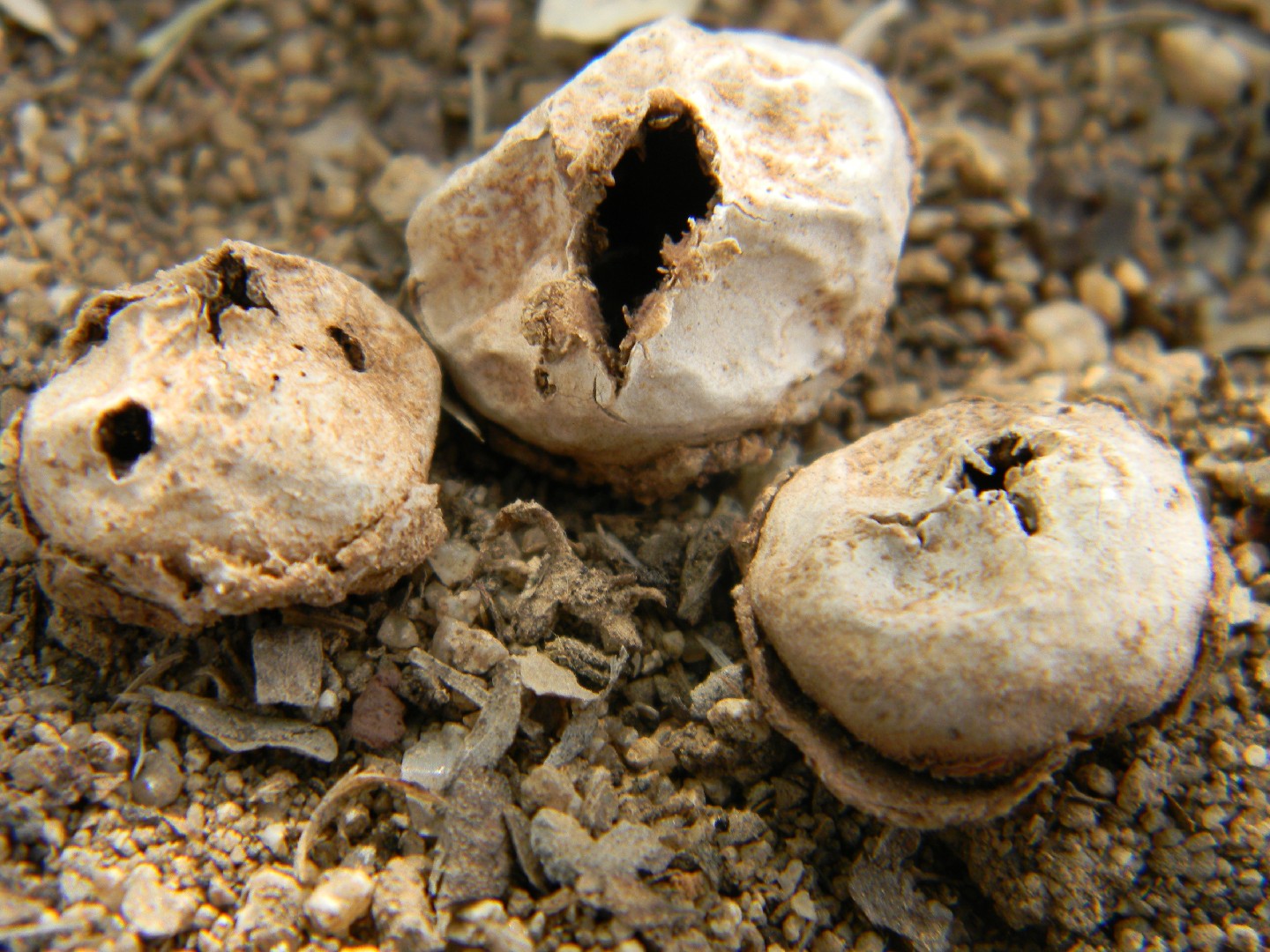 Disciseda candida (Disciseda candida) - Picture Mushroom