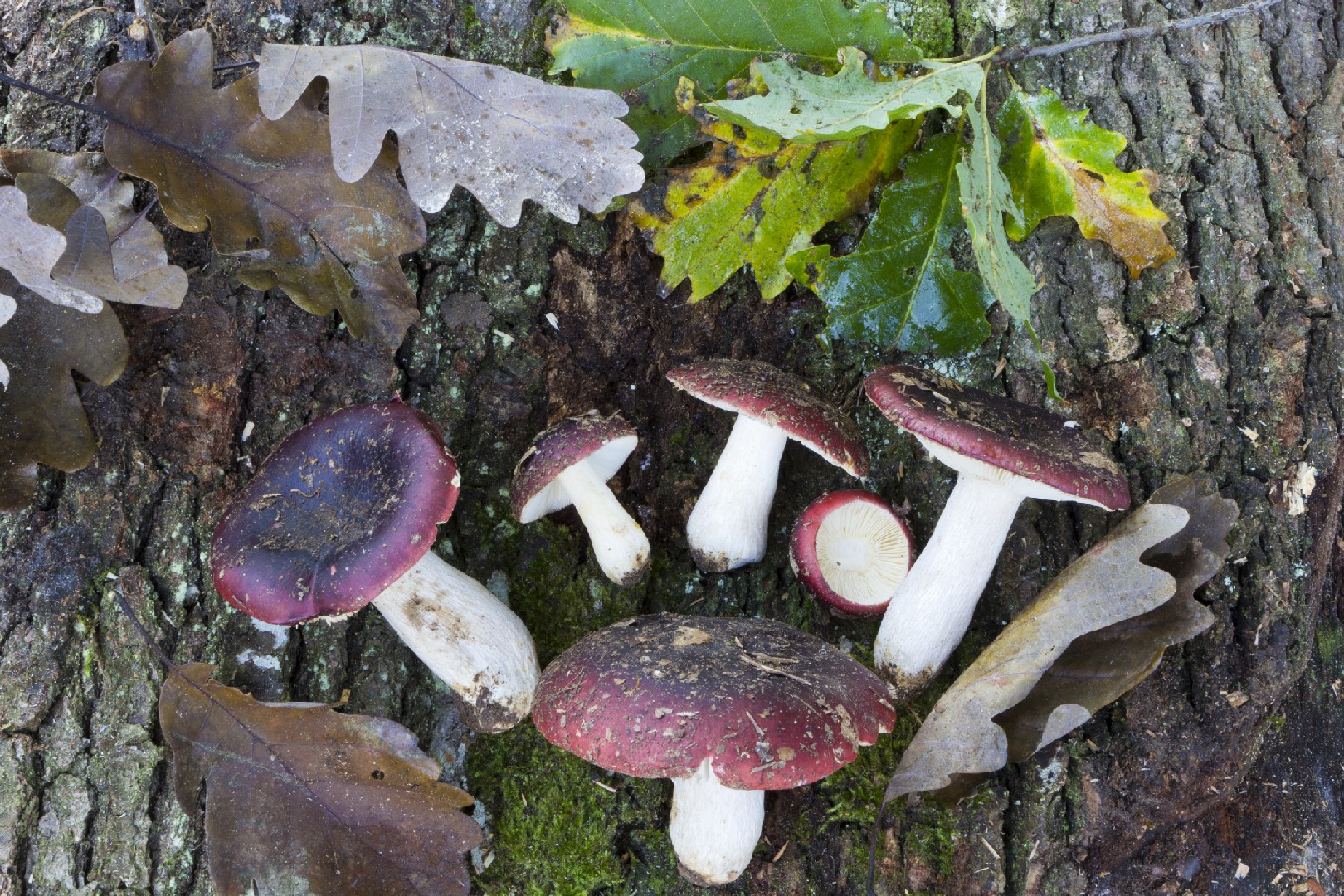 Russule pourpre et noire (Russula atropurpurea) - Picture Mushroom