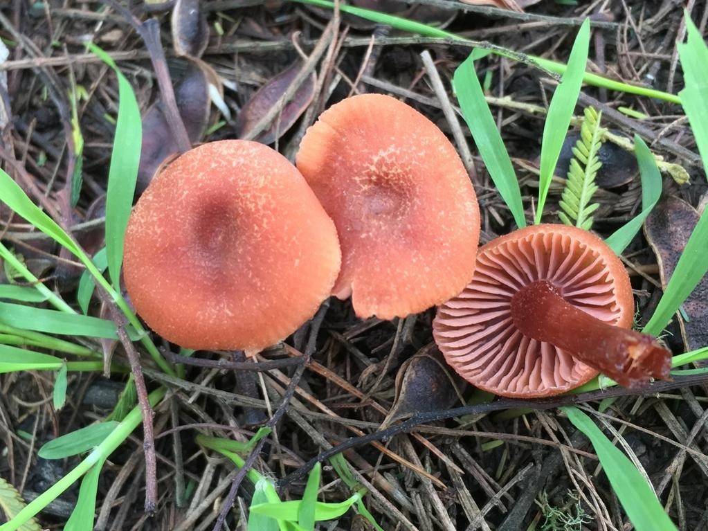 Laccaria (Laccaria) - Picture Mushroom