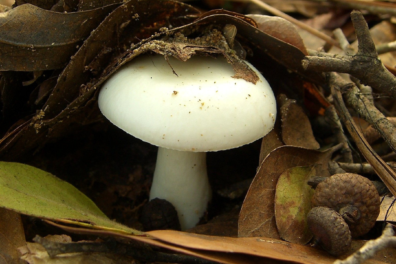 Russula albidula (Russula albidula) - Picture Mushroom