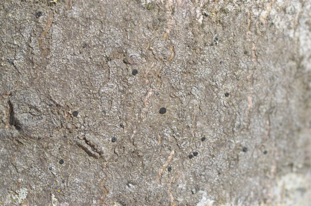 Amandinea (Amandinea) - Picture Mushroom