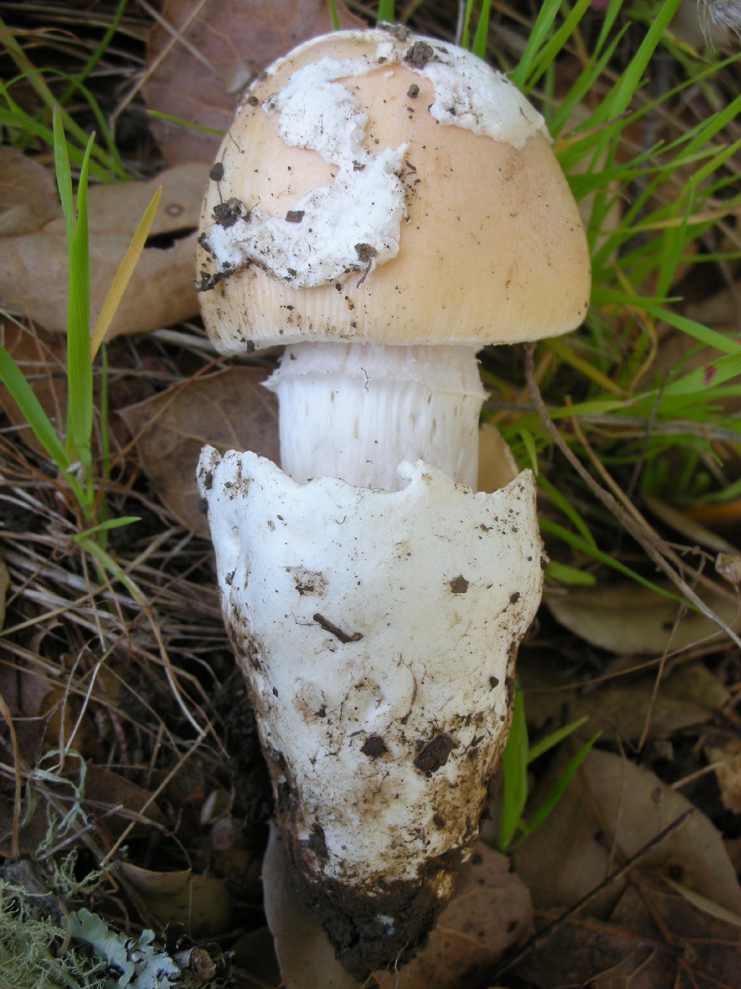 Hongo matamoscas de primavera (Amanita velosa) - Picture Mushroom