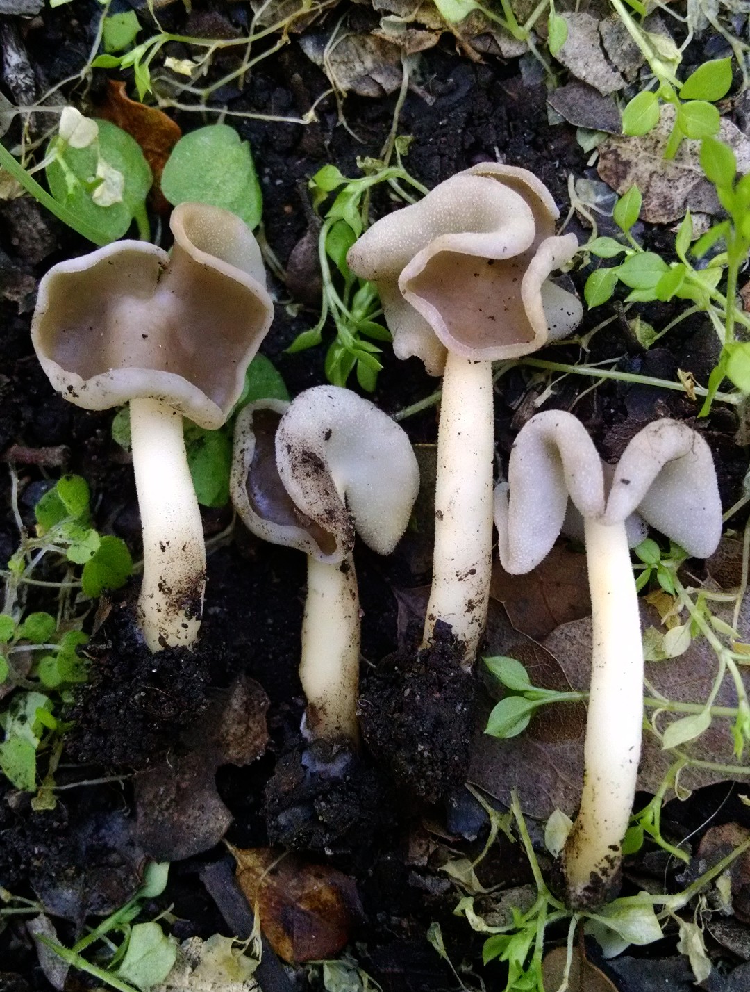 Helvella compressa (Helvella compressa) - Picture Mushroom