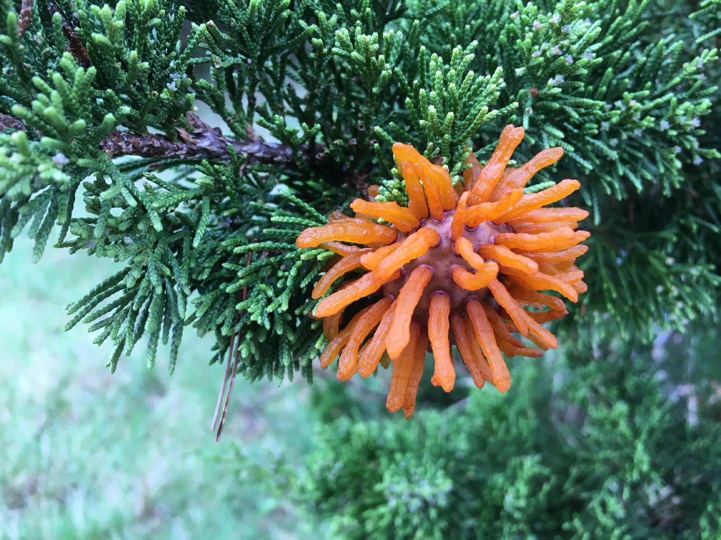 Кедрово-яблочный гниющий гриб (Gymnosporangium juniperi-virginianae ...