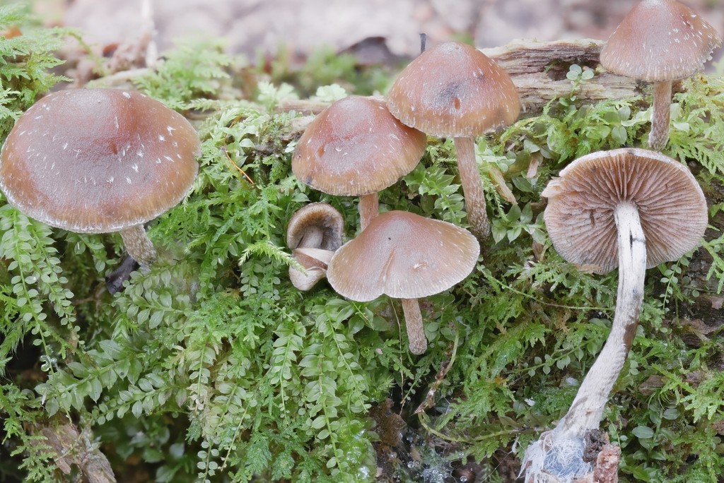 Psilocybe caerulipes (Psilocybe caerulipes) - Picture Mushroom
