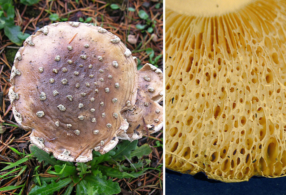 Phylloporus boletinoides (Phylloporus boletinoides) - Picture Mushroom