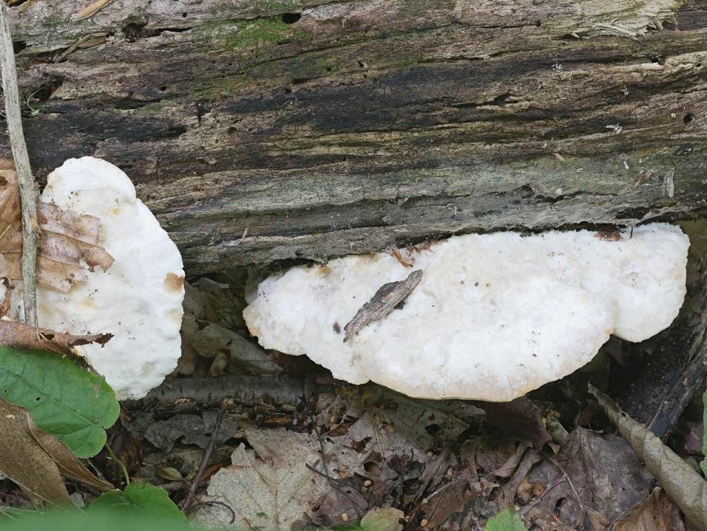 Tyromyces galactinus (Tyromyces galactinus) - Picture Mushroom
