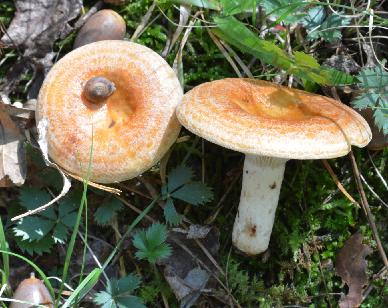 Lactarius proximellus (Lactarius proximellus) - Picture Mushroom