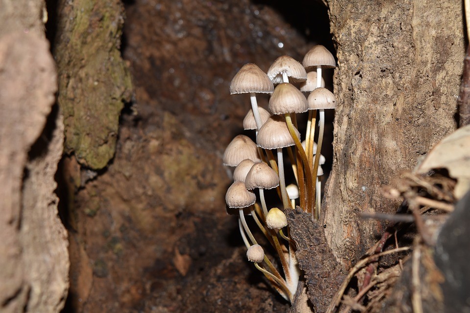 Conocybe rickenii (Conocybe rickenii) - Picture Mushroom