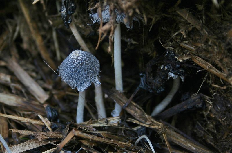 Coprinopsis macrocephala (Coprinopsis macrocephala) - Picture Mushroom