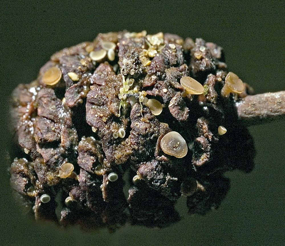 Ciboria (Ciboria) - Picture Mushroom