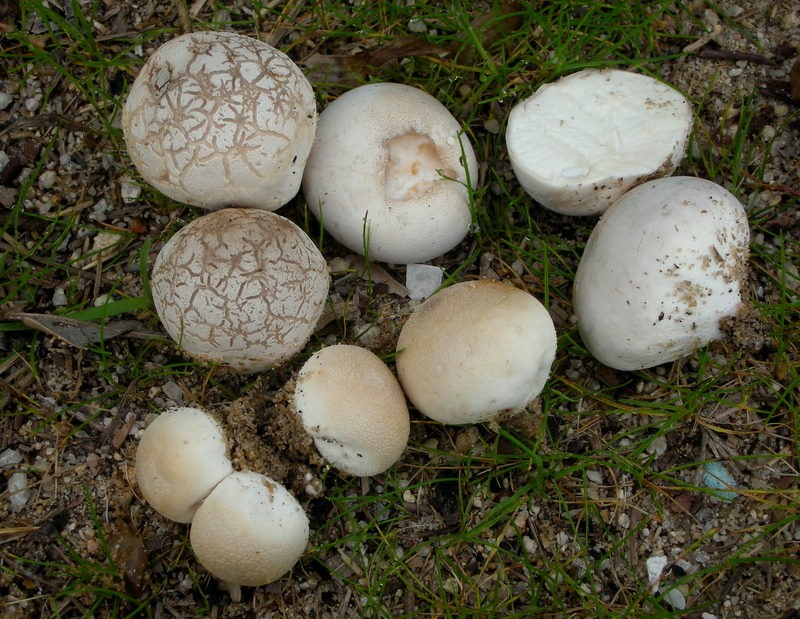Bejines (Bovista) - Picture Mushroom