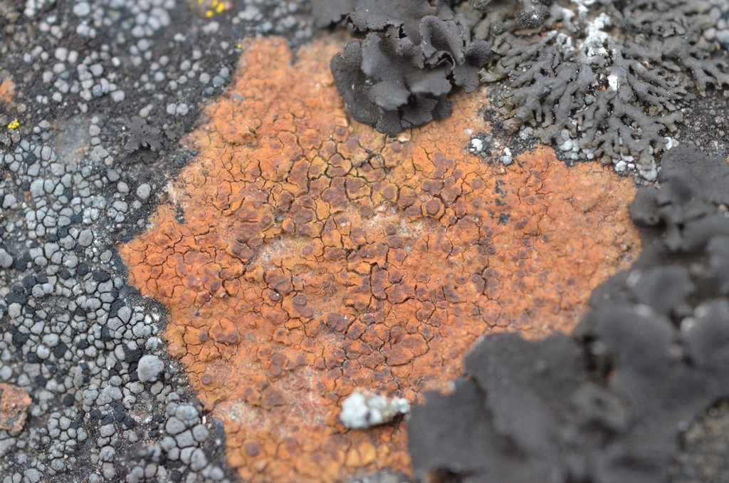 Ionaspis lacustris (Ionaspis lacustris) - Picture Mushroom