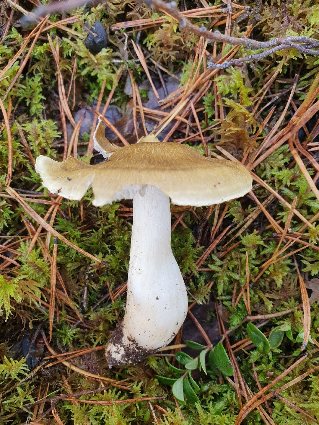 Tricholoma arvernense (Tricholoma arvernense) - Picture Mushroom