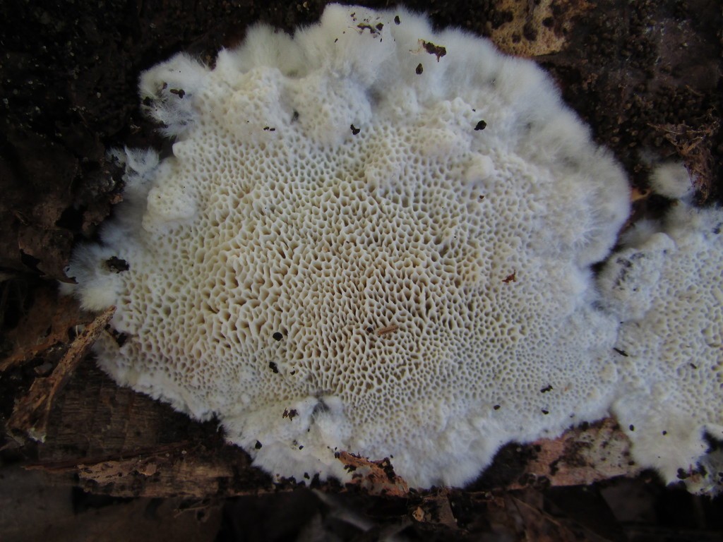 Picture Mushroom - (Antrodia) Antrodia