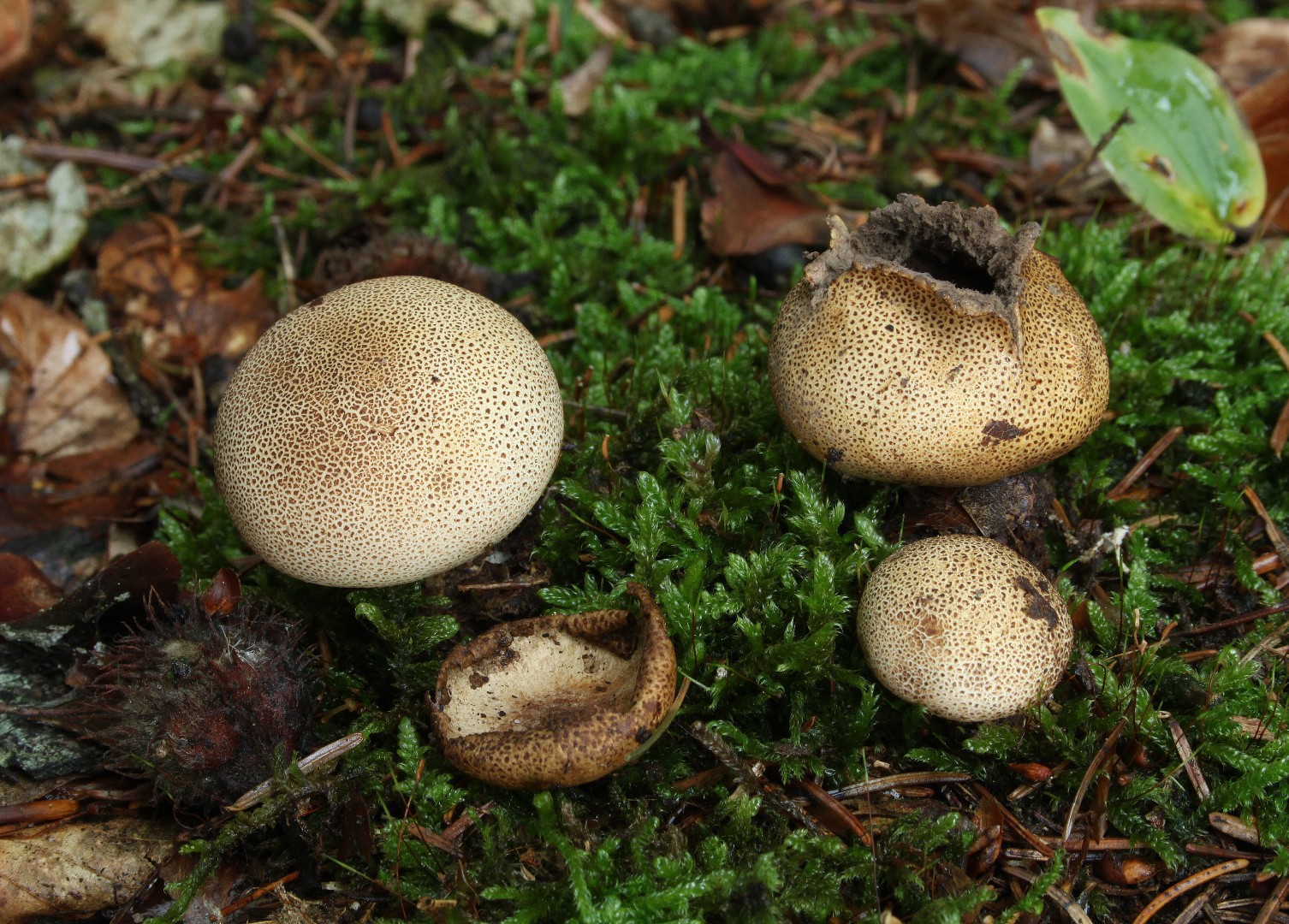 Leopard earthball How to identify it? - Picture Mushroom