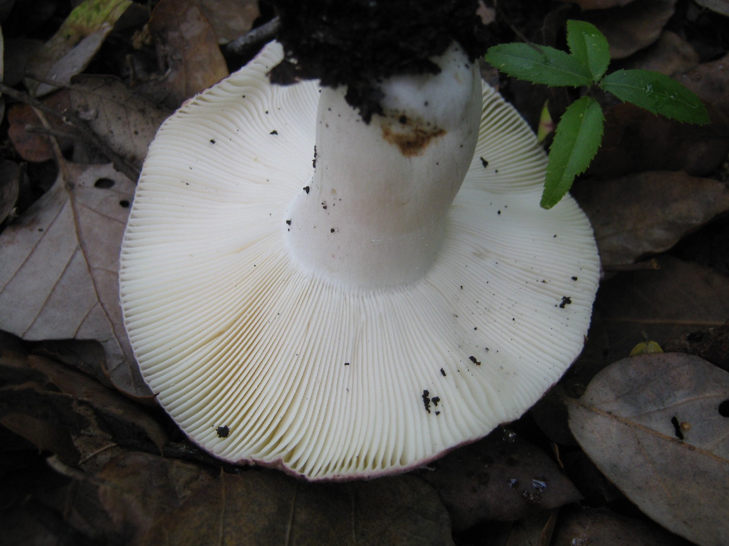 Сыроежка зловонная (Russula graveolens) - Picture Mushroom