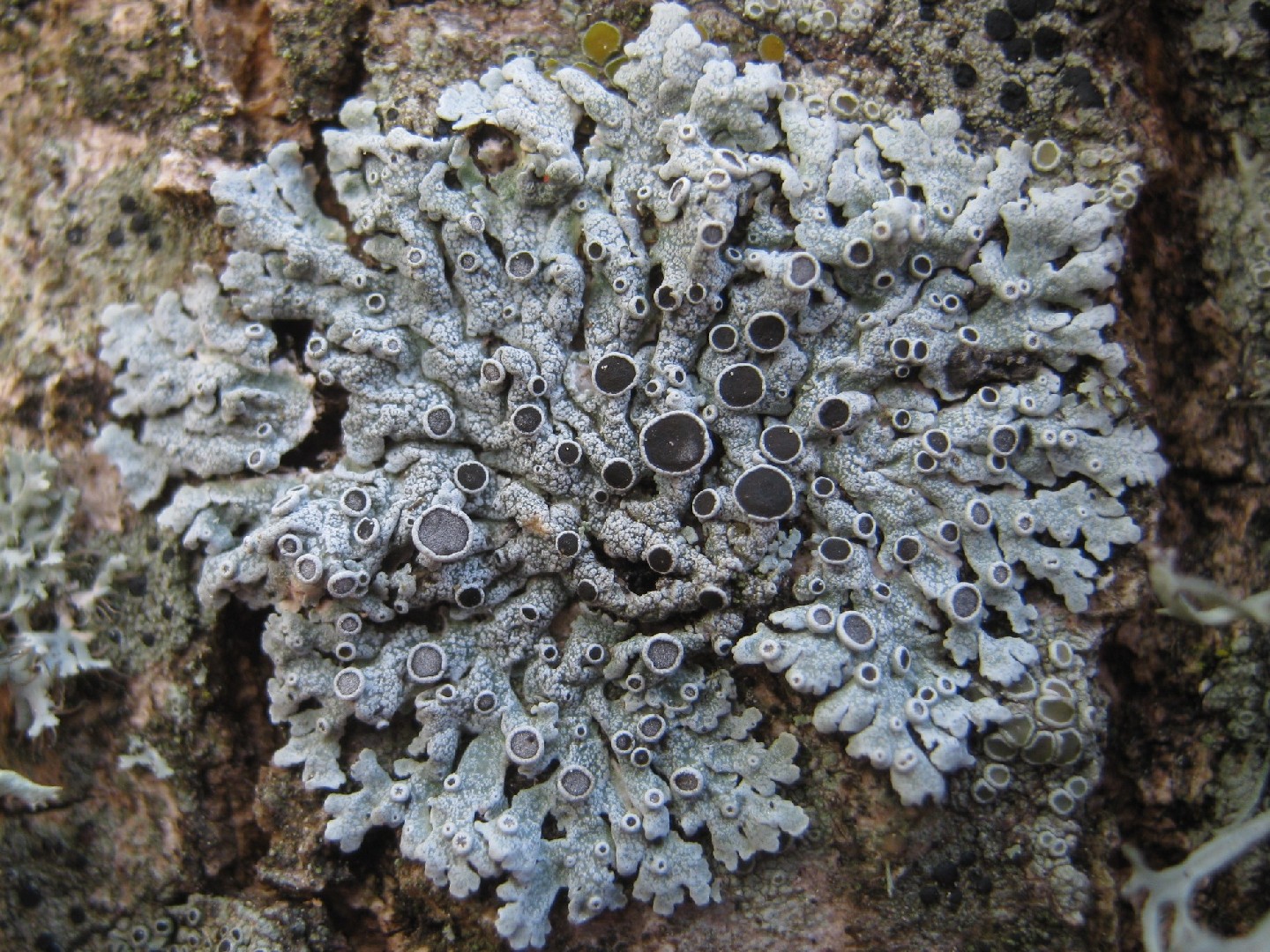 Líquenes de roseta (Physcia) - Picture Mushroom