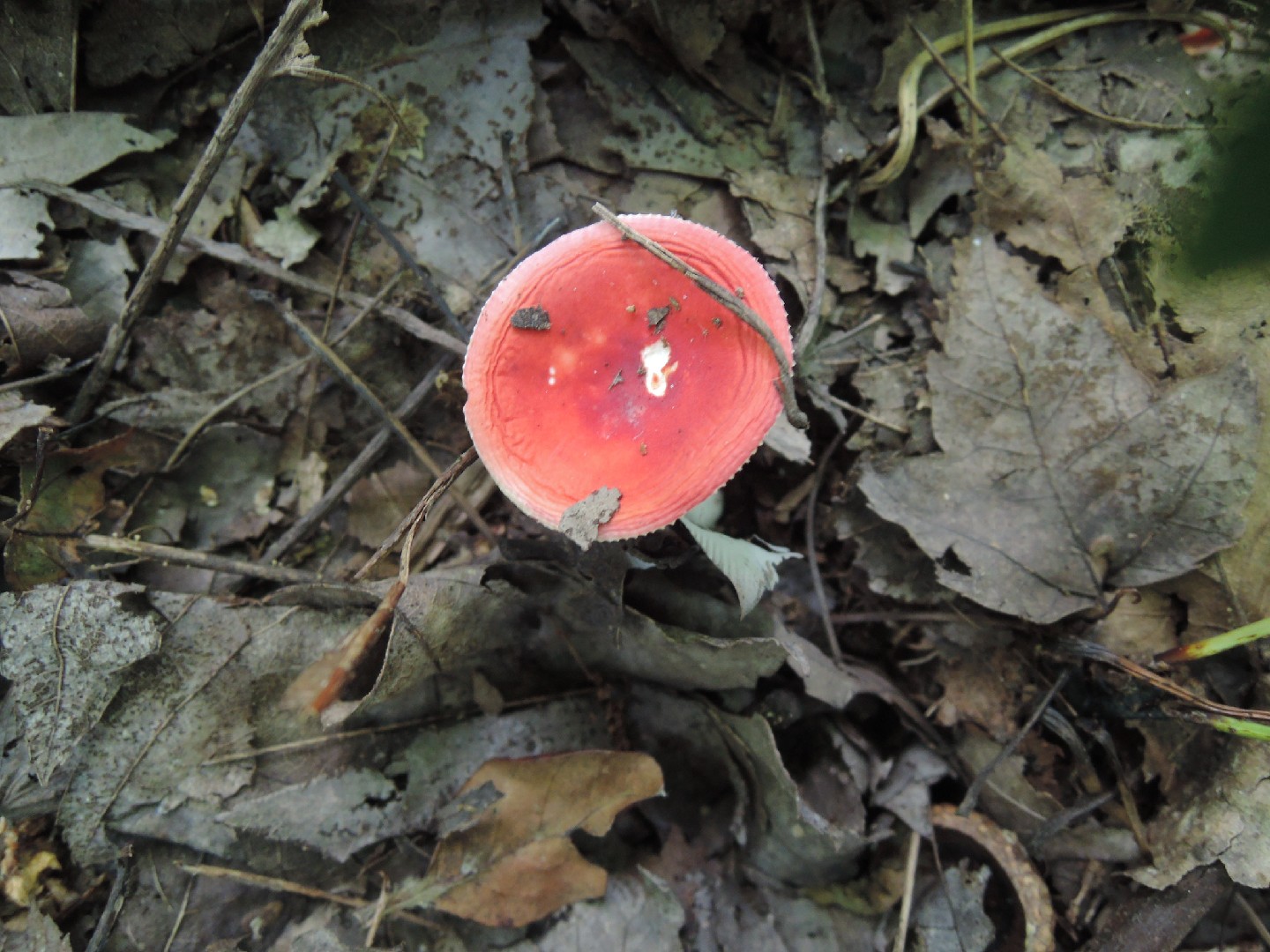 Russula rubescens (Russula rubescens) - Picture Mushroom