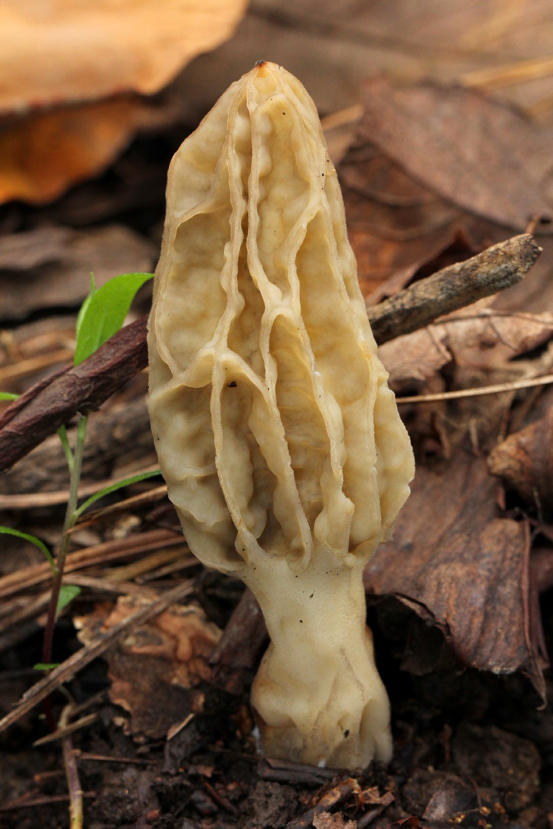 Morchella rufobrunnea (Morchella rufobrunnea) - Picture Mushroom