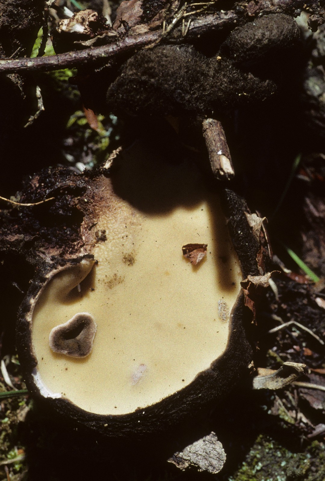 Wolfina (Wolfina) - Picture Mushroom