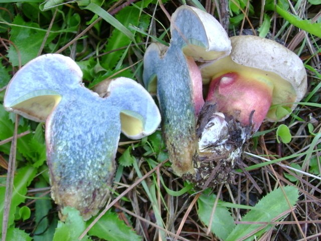 Caloboletus (Caloboletus) - Picture Mushroom