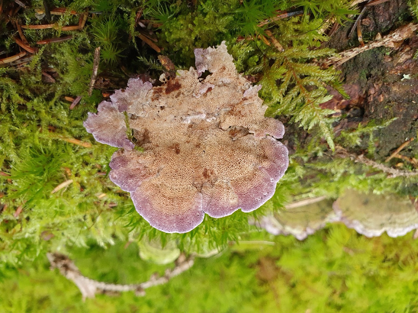 Picture Mushroom - (Trichaptum) Trichaptum