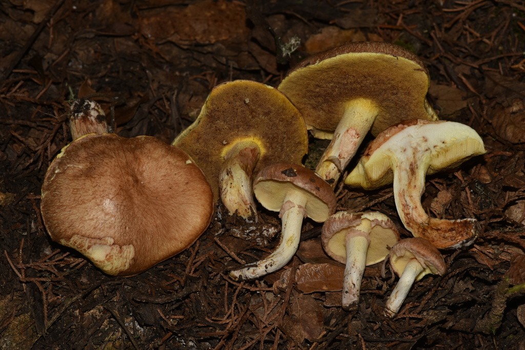 Suillus occidentalis (Suillus occidentalis) - Picture Mushroom