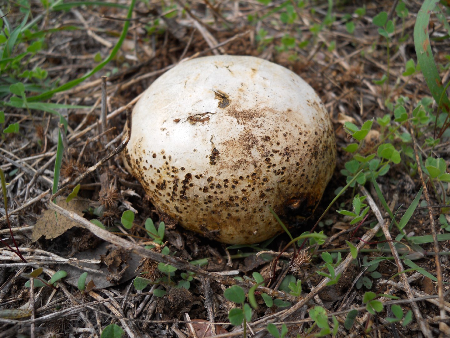 Maza tintorera ¿Cómo identificarlo? - Picture Mushroom