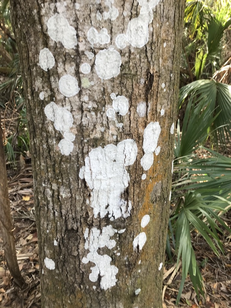 Cryptothecia striata (Cryptothecia striata) - Picture Mushroom