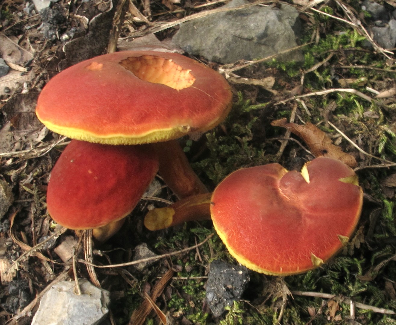 Ruby bolete How to identify it? - Picture Mushroom