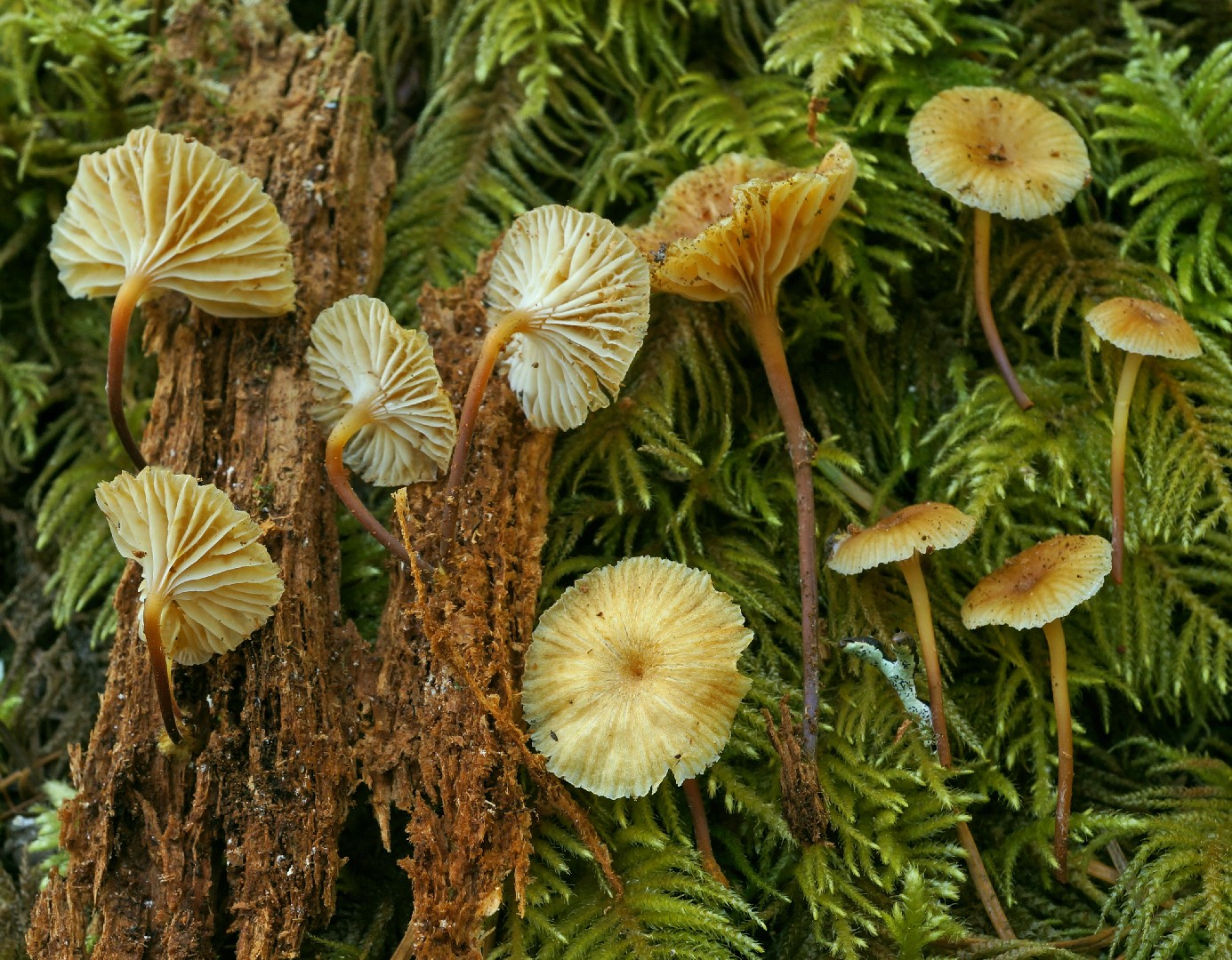 Xeromphalina cornui (Xeromphalina cornui) - Picture Mushroom