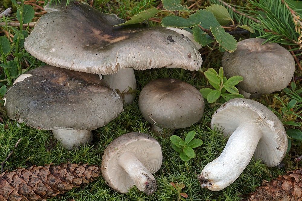 Russula atroglauca (Russula atroglauca) - Picture Mushroom
